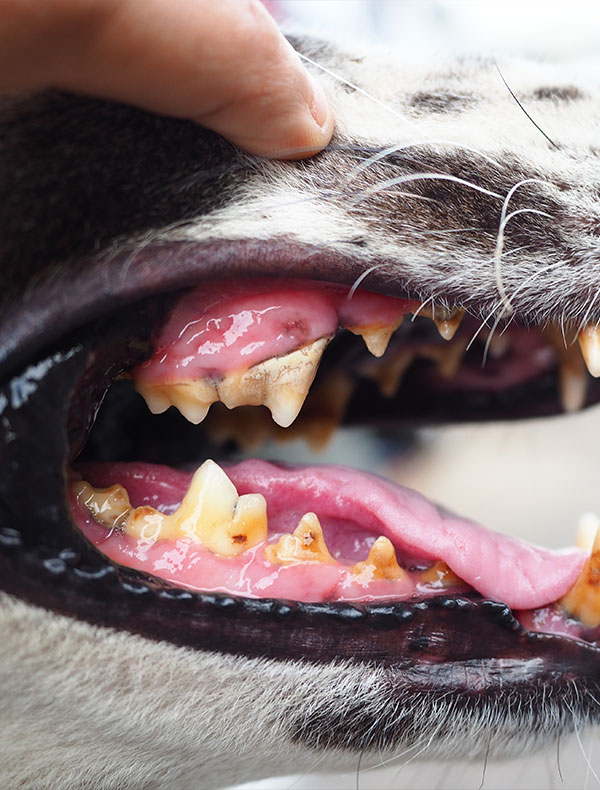 Dental - Charlottesville Veterinary Hospital