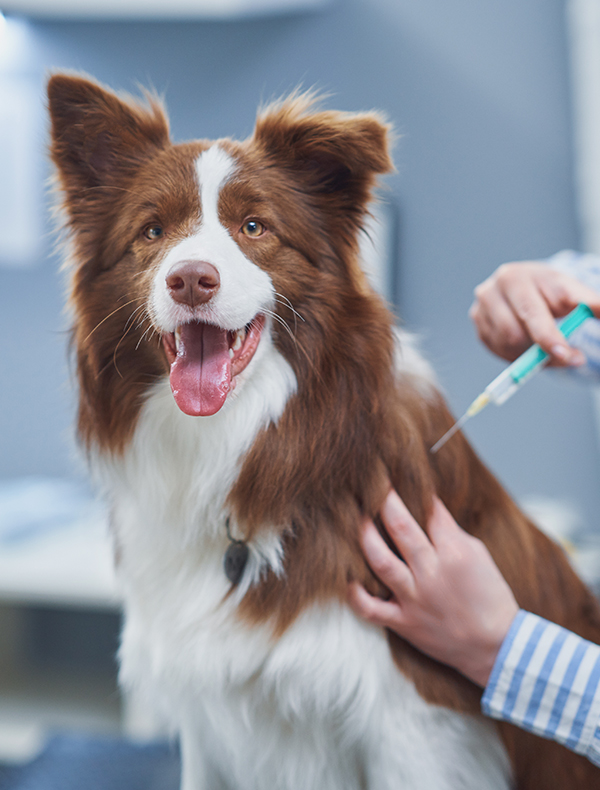 Vaccinations - Charlottesville Veterinary Hospital