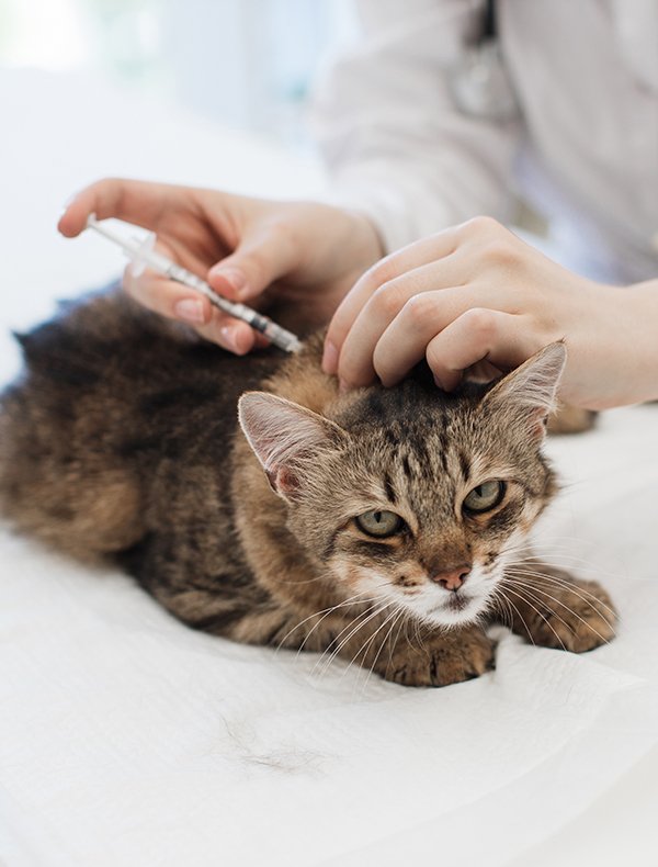 Vaccinations - Charlottesville Veterinary Hospital